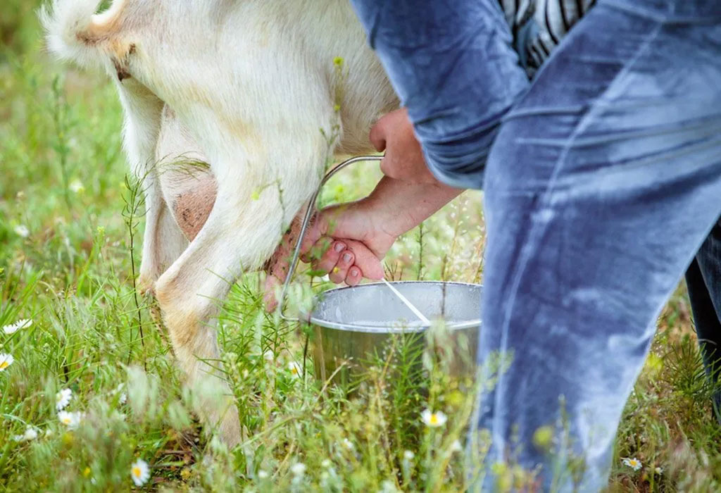 Les bienfaits du lait de chèvre dans les savons – Kaolin cosmetiques
